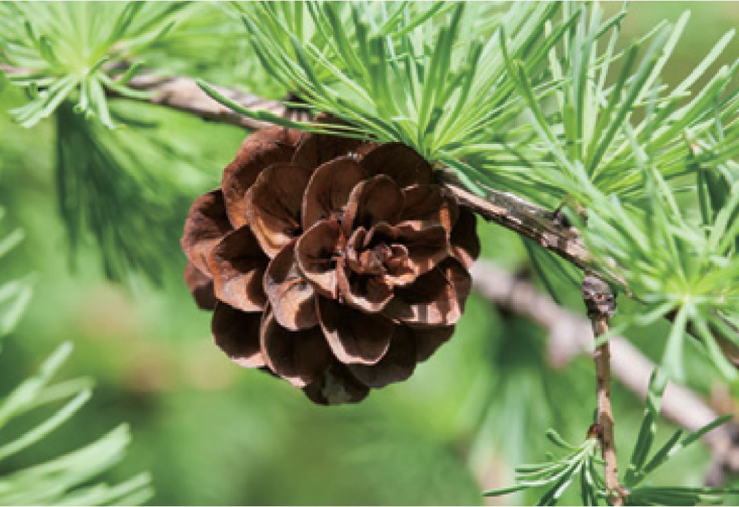 Rapha Peri Alpha – Premium Dietary Supplement